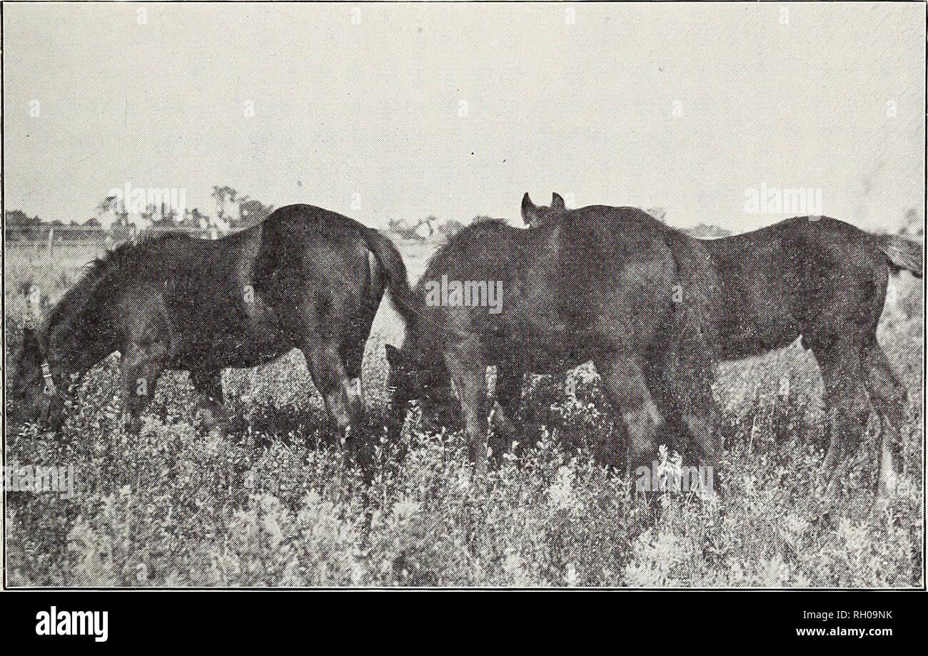 Sire seeing hi-res stock photography and images - Alamy