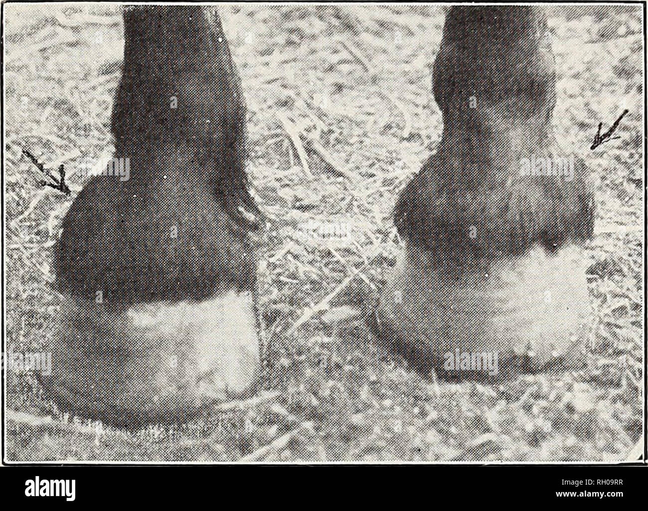 . Bulletin. Stallions; Horses. HORSE BREEDING IN MONTANA 27 A short ...