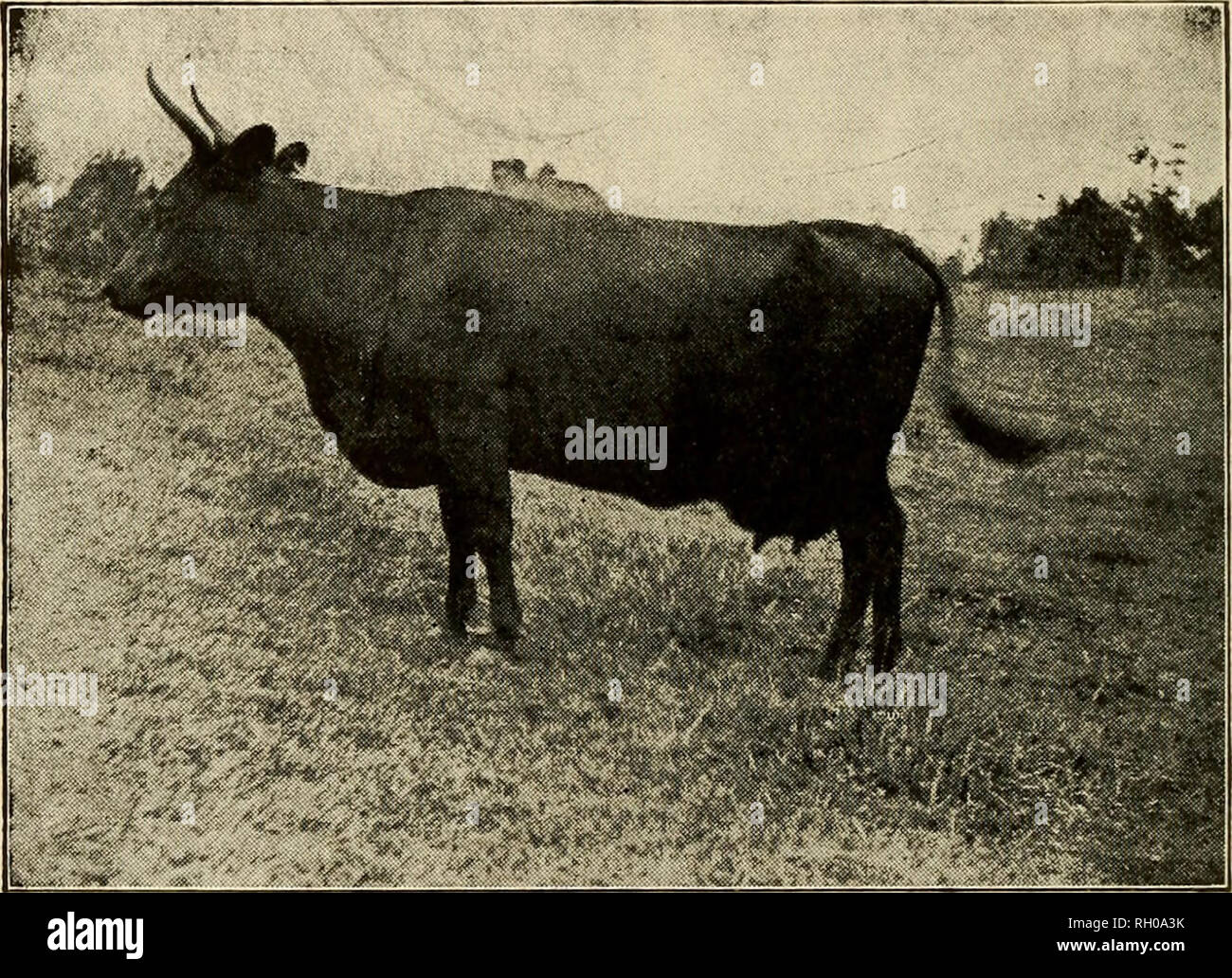 . Bulletin. Kerry cattle; Dexter cattle. Dexter-Kerry stands out ...