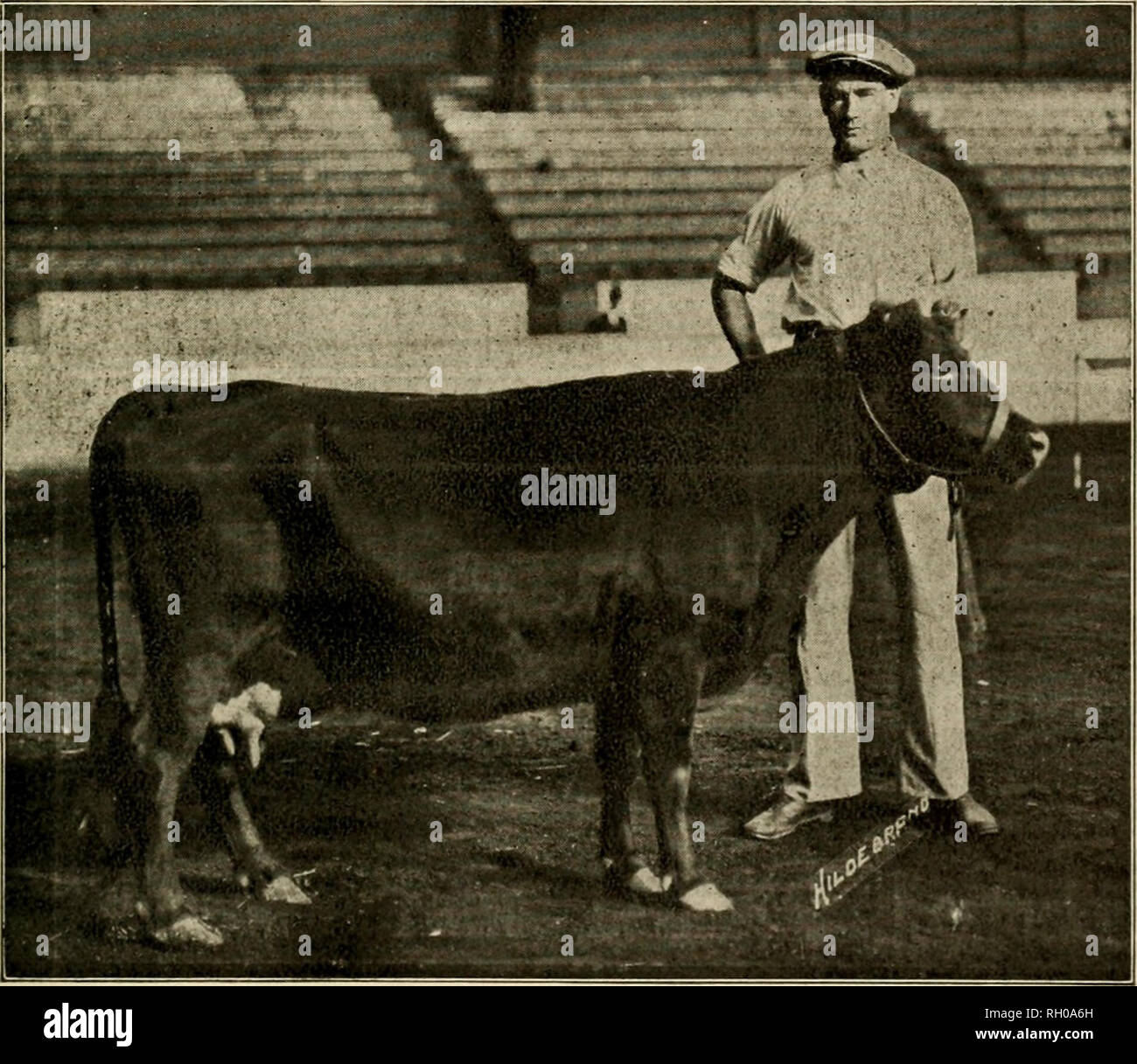 . Bulletin. Kerry cattle; Dexter cattle. KERRY AND DEXTER CATTLE AT THE ...