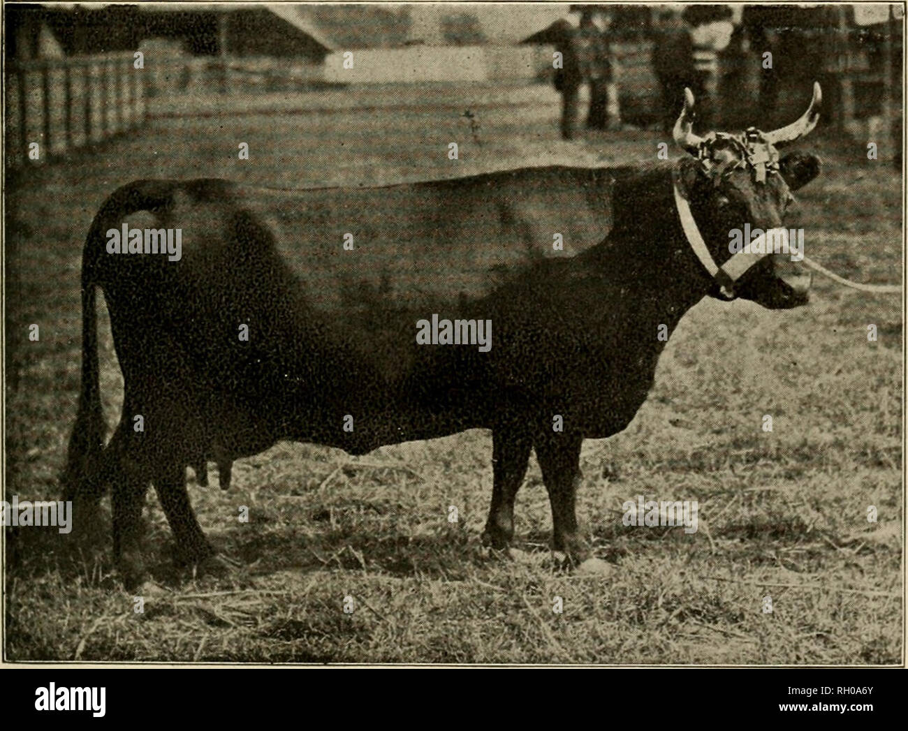 . Bulletin. Kerry cattle; Dexter cattle. THE AMERICAN KERRY i!ND DEXTER ...