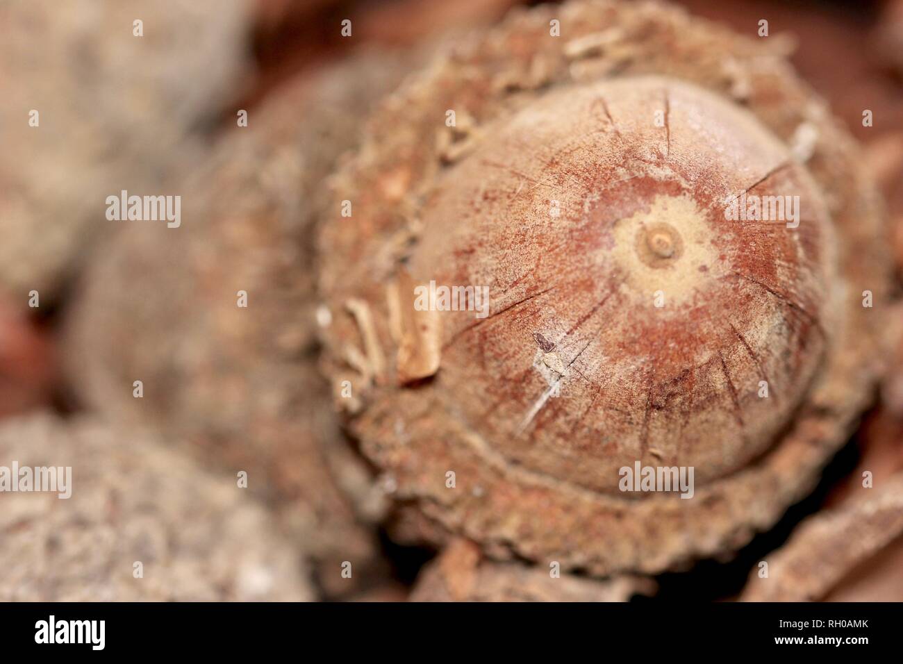 Acorns big oak in hi-res stock photography and images - Alamy