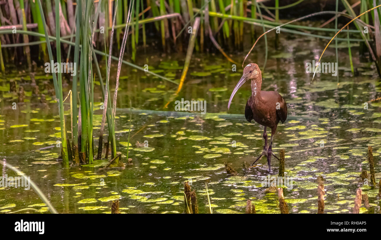 Sharp beak hi-res stock photography and images - Alamy