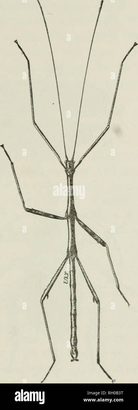 Saltatorial hi-res stock photography and images - Alamy