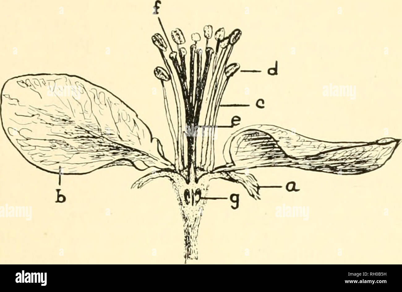 Cross Section Of The Stamen High Resolution Stock Photography and ...