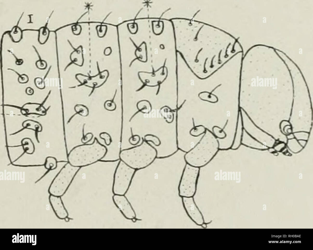 Larva with maxillae hi-res stock photography and images - Alamy