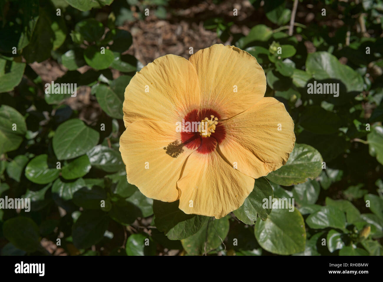 Gumamela flower (Chinese hibiscus), Pagudpud, Ilocos Norte, Philippines ...