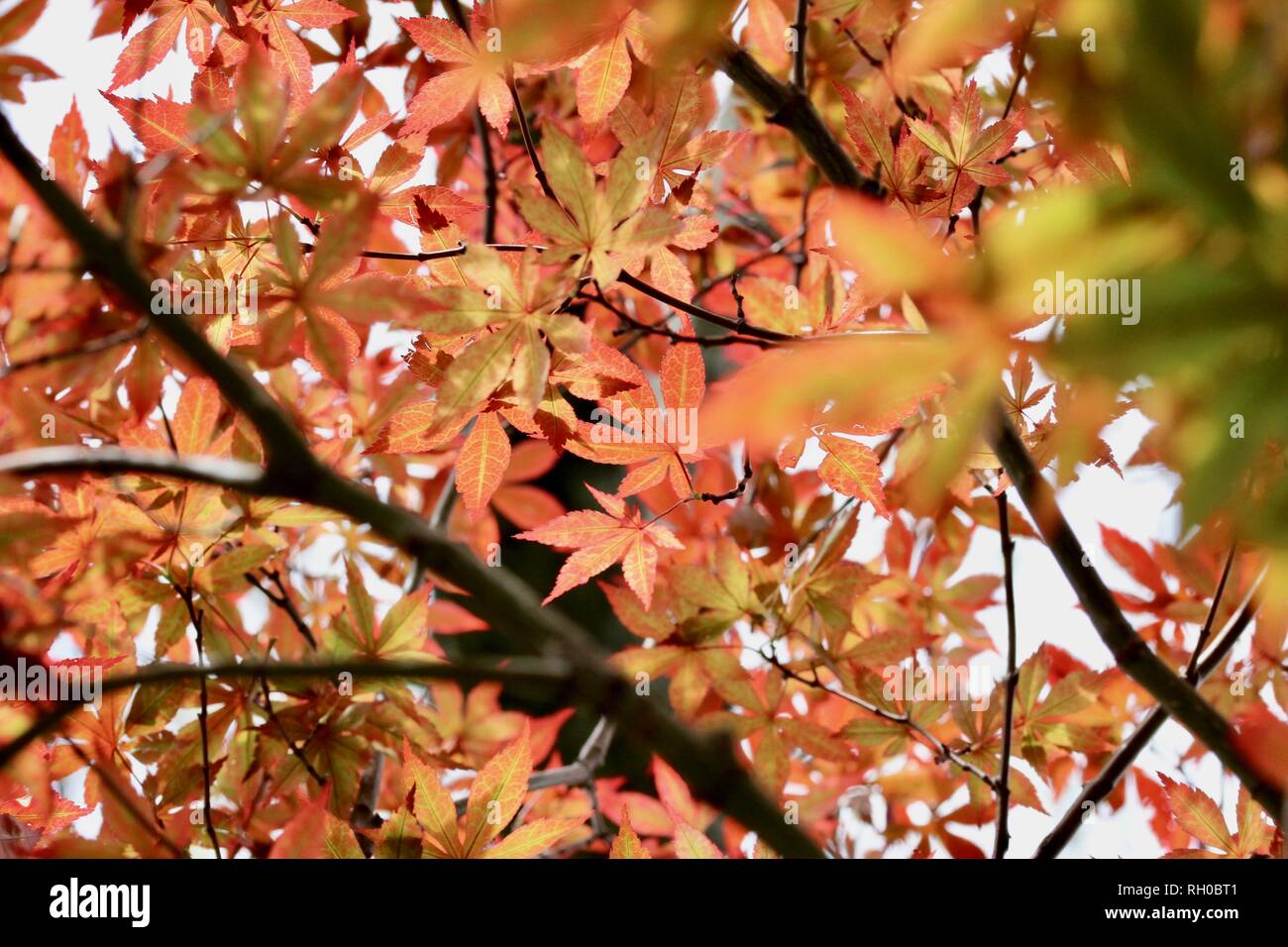 Looking up through leaves tree hi-res stock photography and images - Alamy