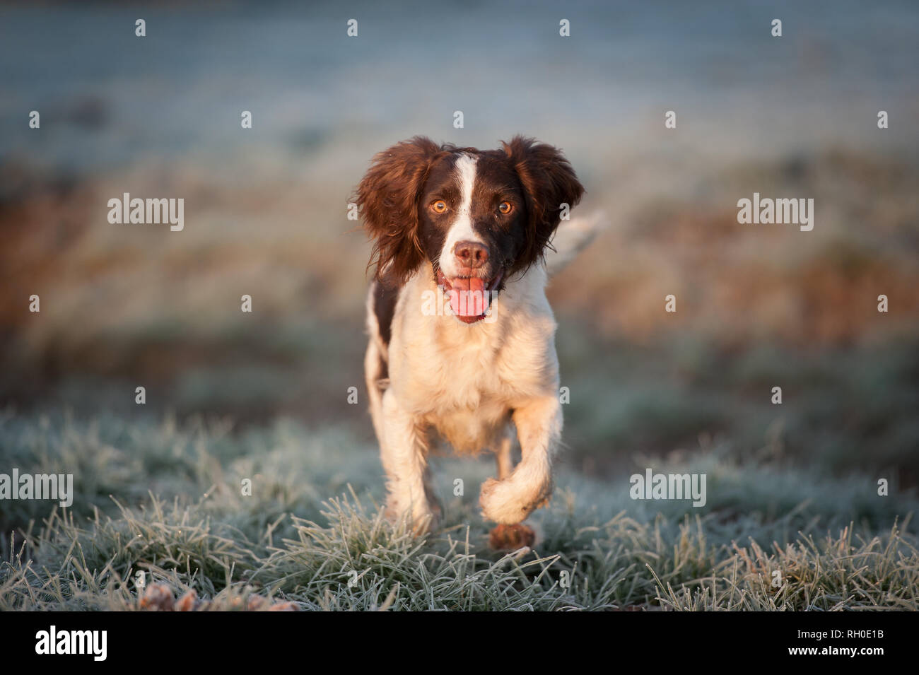 Springer spaniel running towards camera Stock Photo - Alamy