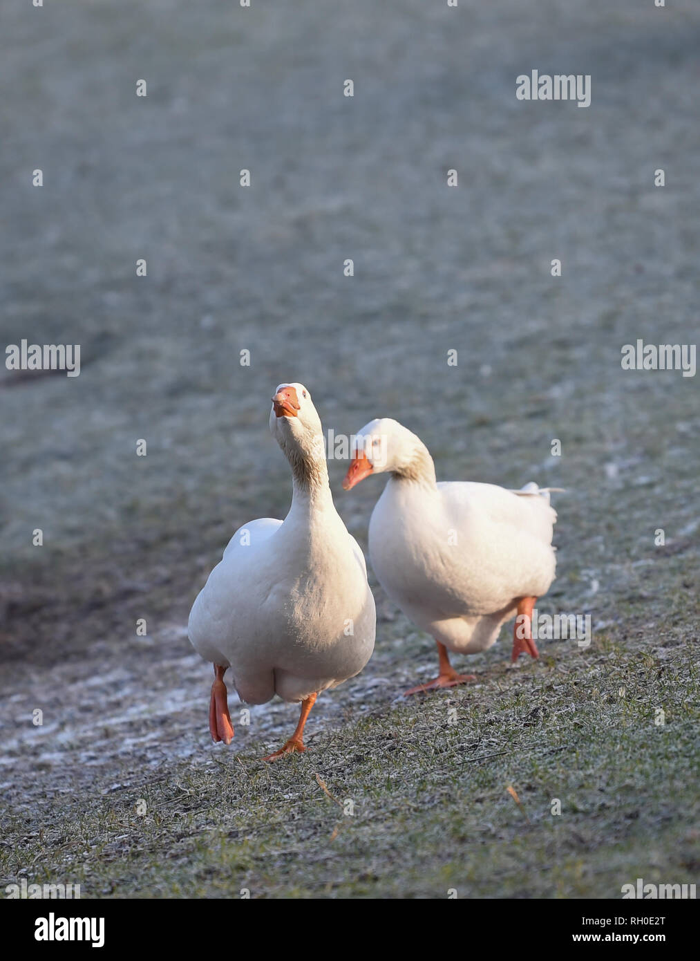 White snow goose uk hi-res stock photography and images - Alamy