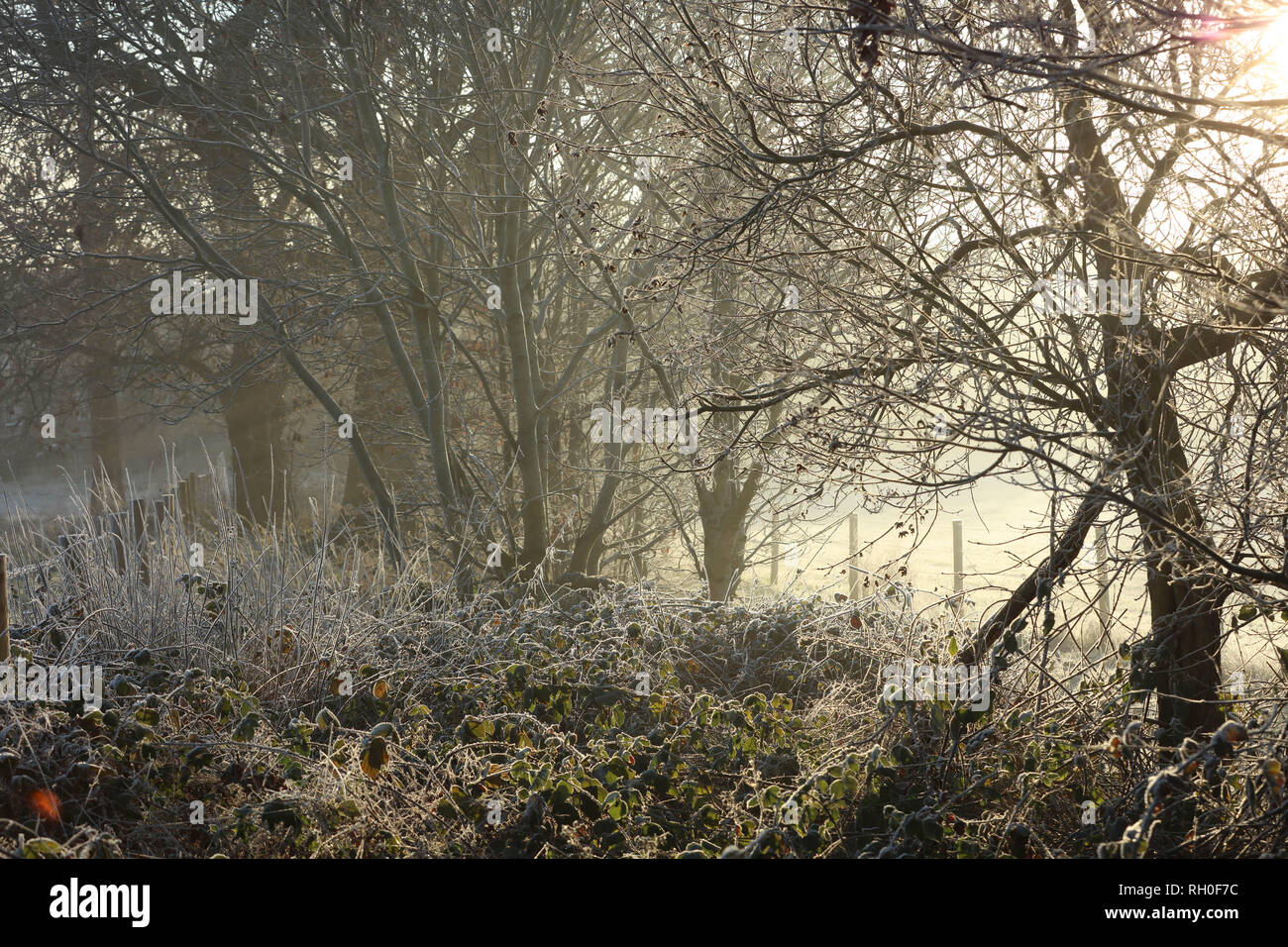 Scrubland natural grown hi-res stock photography and images - Alamy
