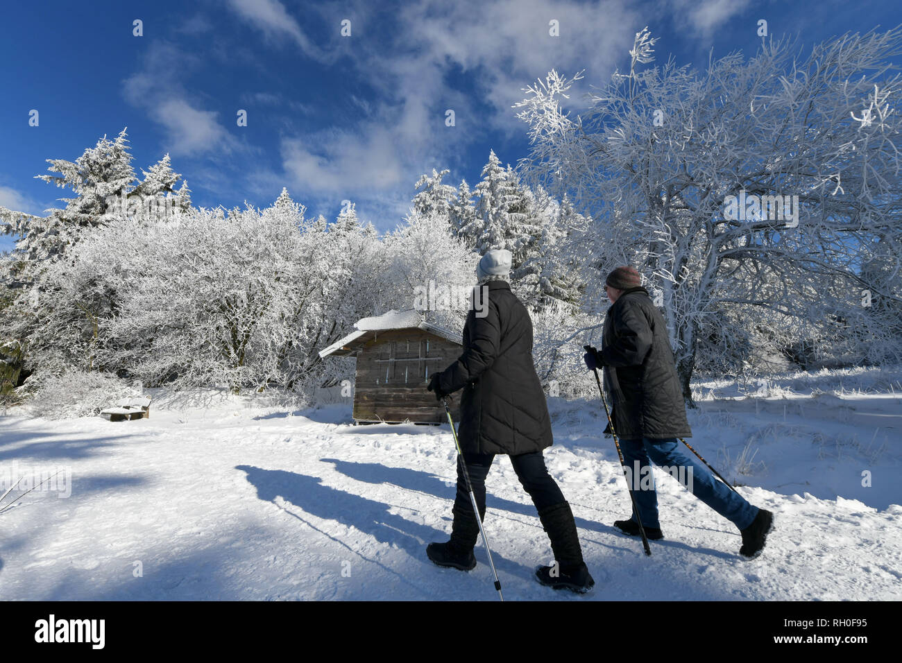 Hoher Meissner, Germany. 31st Jan, 2019. Two walkers with sticks walk ...