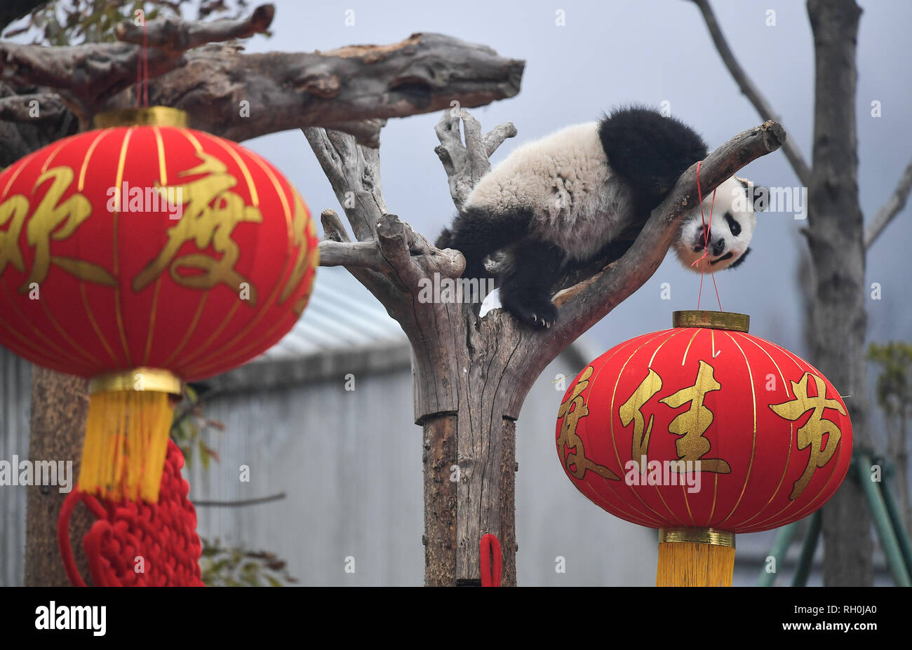 Wolong. 31st Jan, 2019. Photo taken on Jan. 31, 2019 shows a giant panda cub at the Shenshuping ...