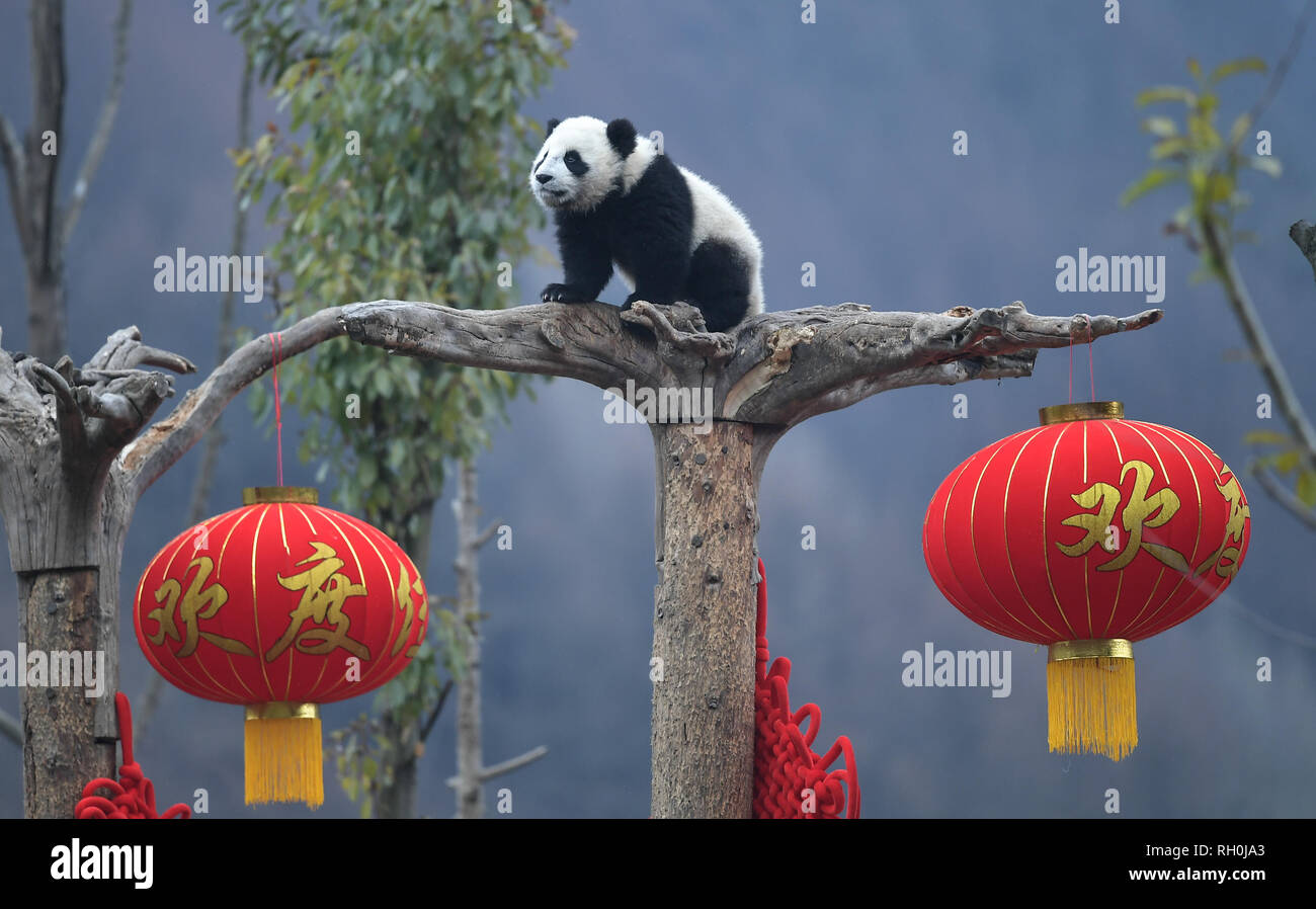 Wolong. 31st Jan, 2019. Photo taken on Jan. 31, 2019 shows a giant panda cub at the Shenshuping ...