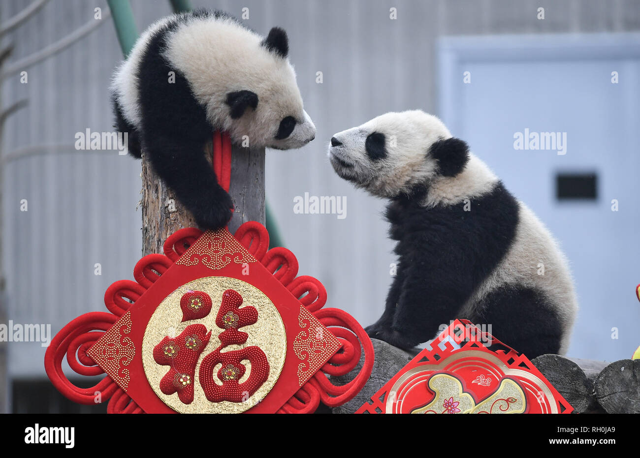 Wolong. 31st Jan, 2019. Photo taken on Jan. 31, 2019 shows giant panda cubs at at the ...