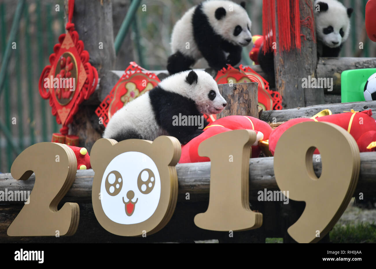 Wolong. 31st Jan, 2019. Photo taken on Jan. 31, 2019 shows giant panda cubs at the Shenshuping ...