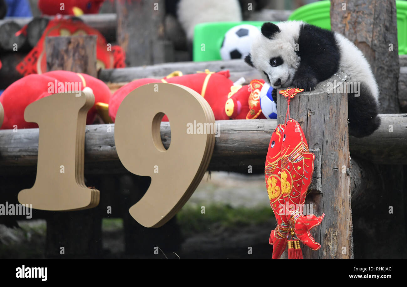 Wolong. 31st Jan, 2019. Photo taken on Jan. 31, 2019 shows a giant panda cub at the Shenshuping ...