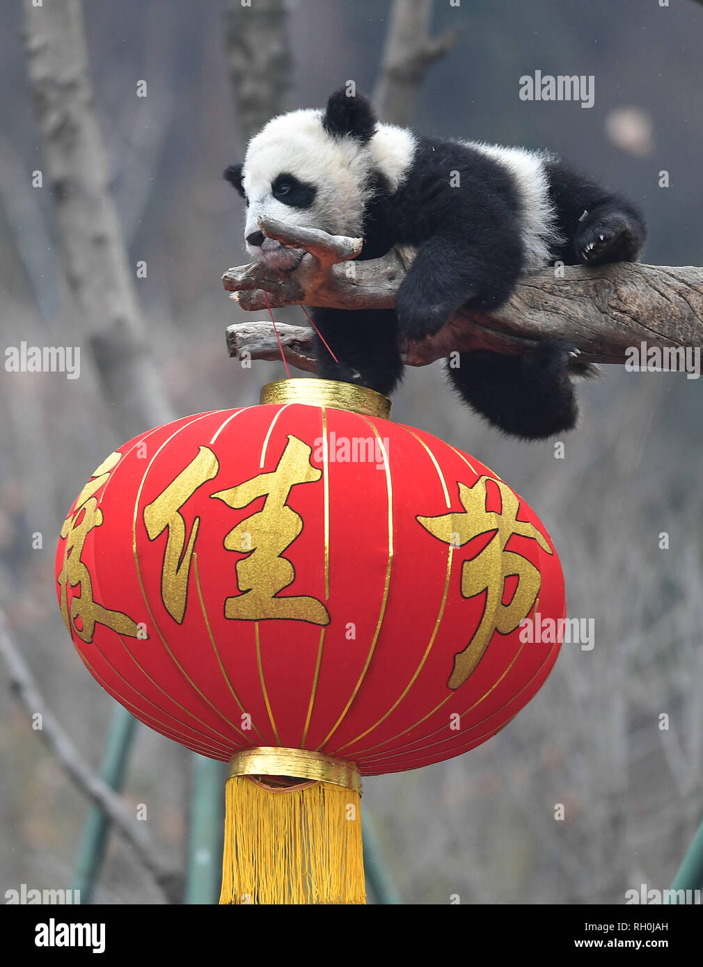 Wolong. 31st Jan, 2019. Photo taken on Jan. 31, 2019 shows a giant panda cub at the Shenshuping ...