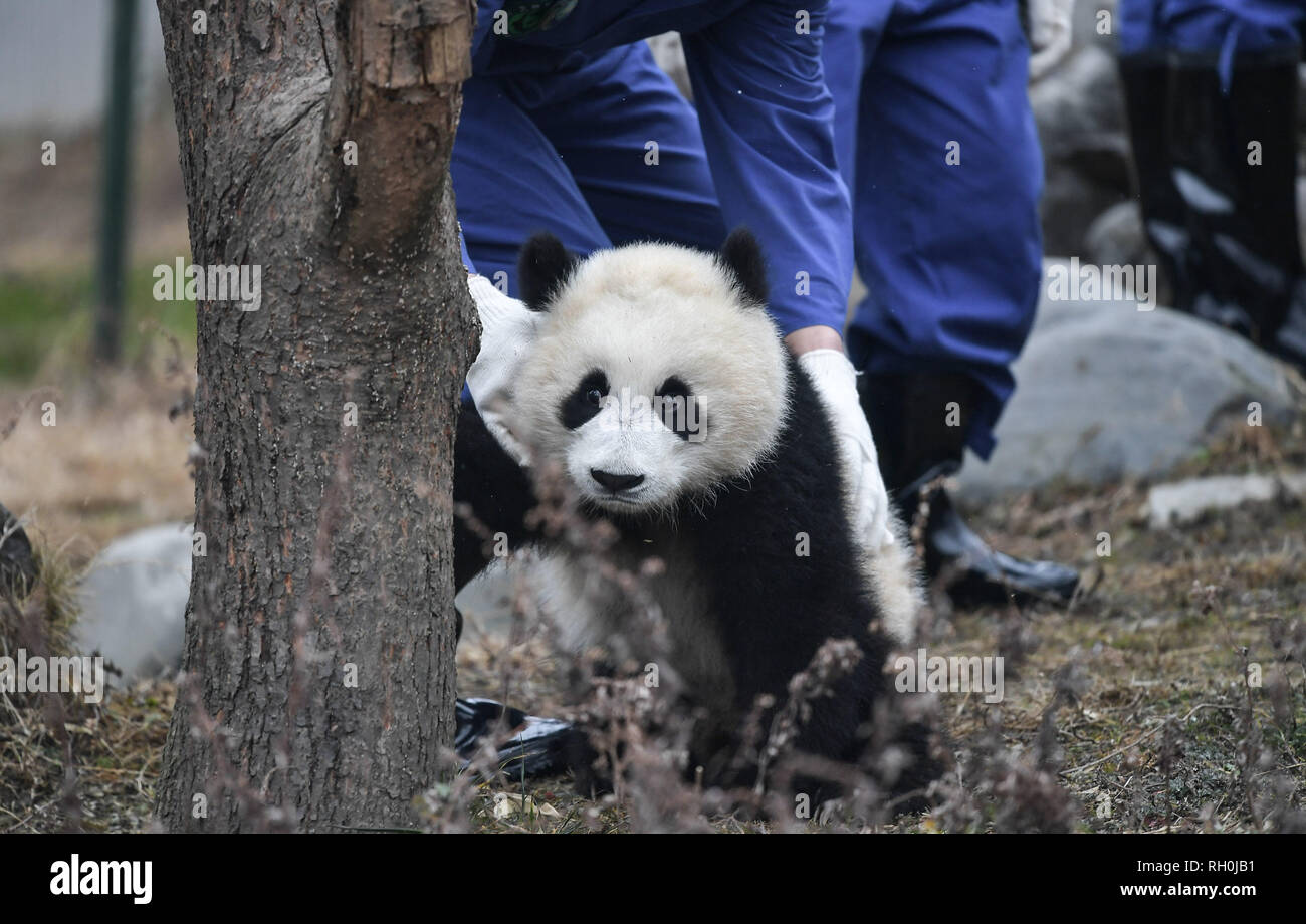 Wolong. 31st Jan, 2019. Photo taken on Jan. 31, 2019 shows a giant panda cub at the Shenshuping ...