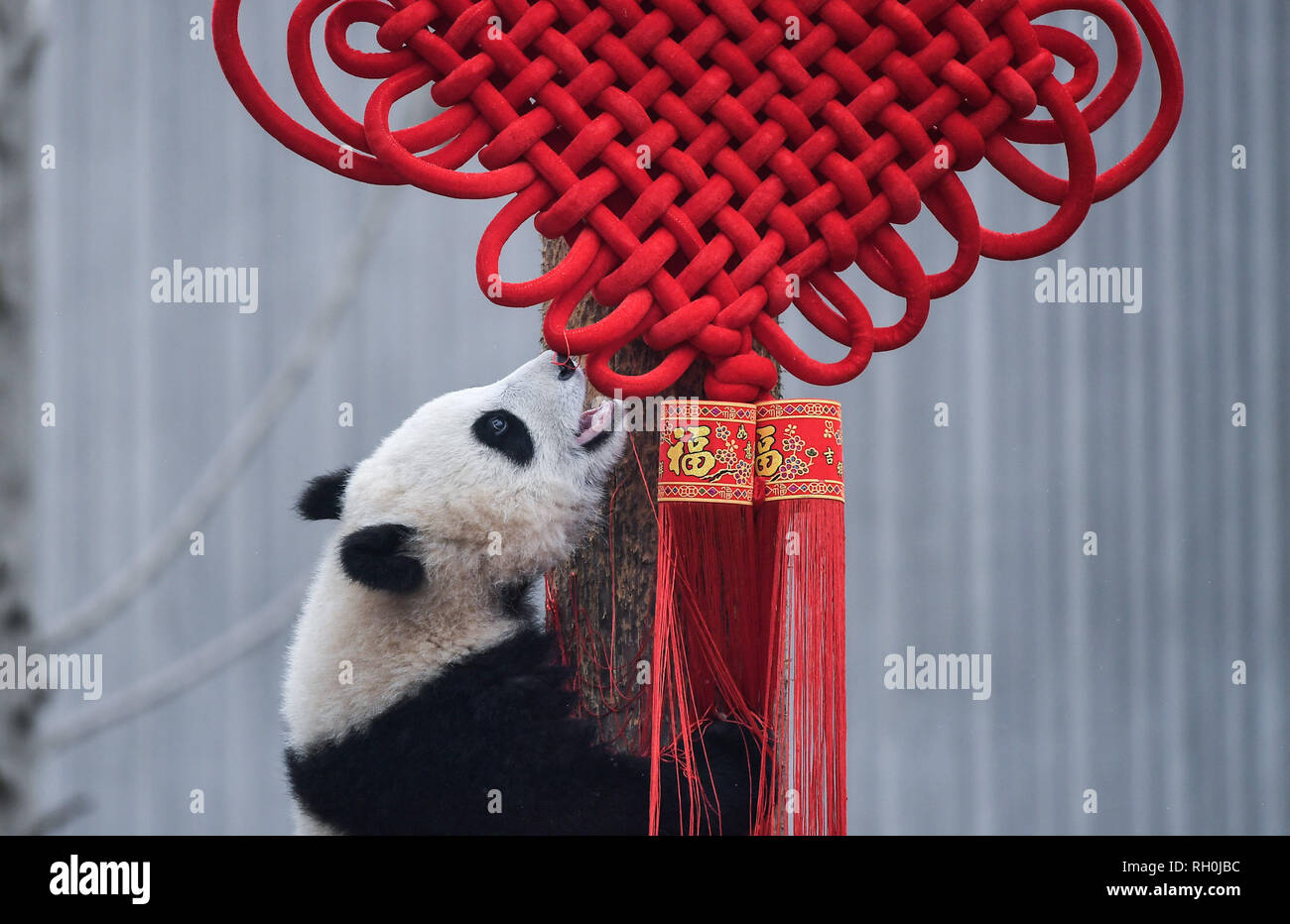 Wolong. 31st Jan, 2019. Photo taken on Jan. 31, 2019 shows a giant panda cub at the Shenshuping ...