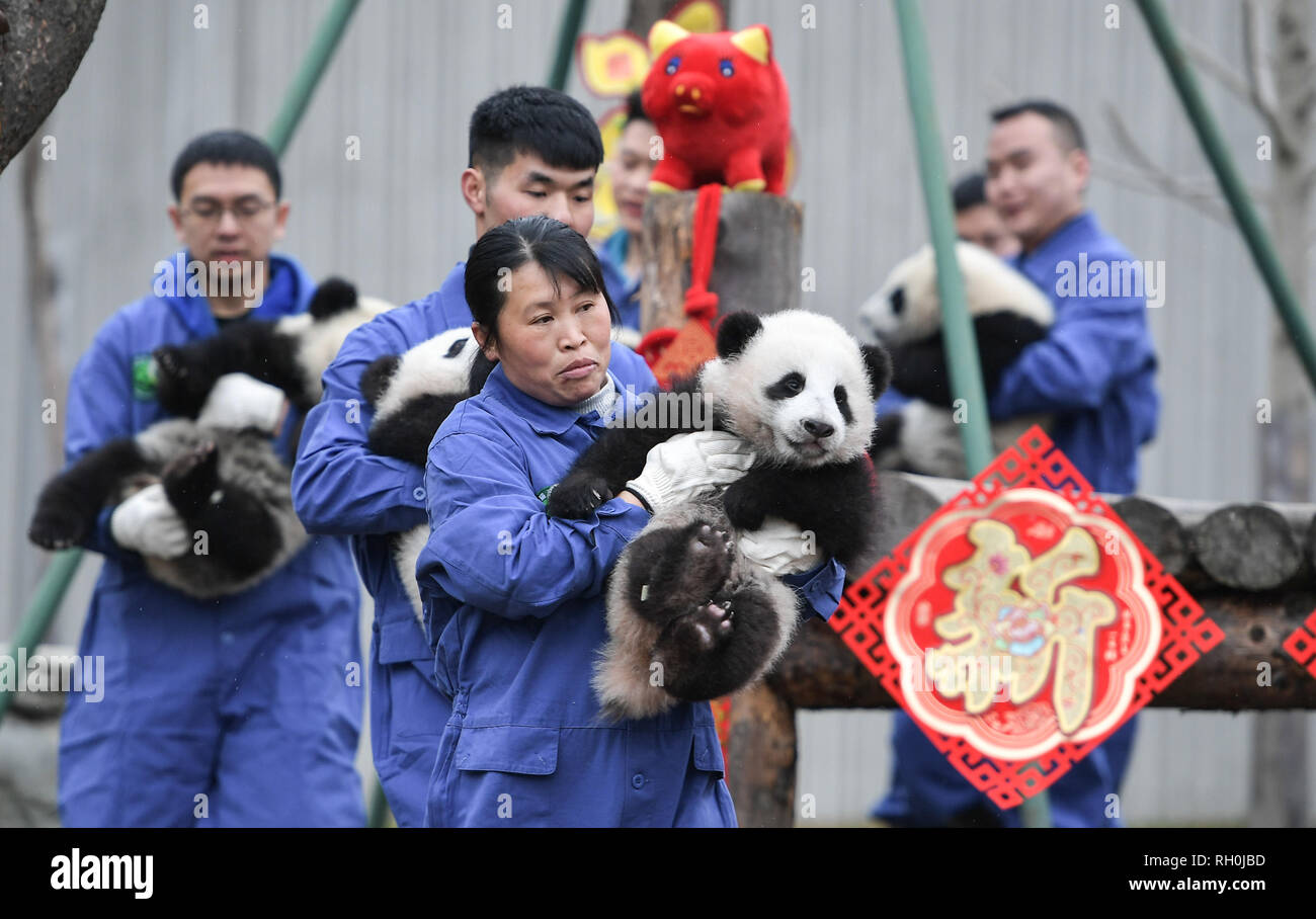 Wolong, China's Sichuan Province. 31st Jan, 2019. Giant panda keepers hold giant panda cubs at ...