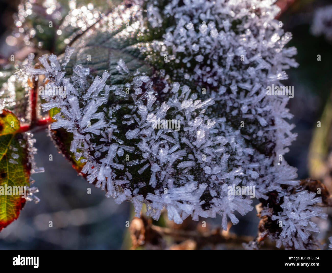 Hoar frost formed on plants Stock Photo - Alamy