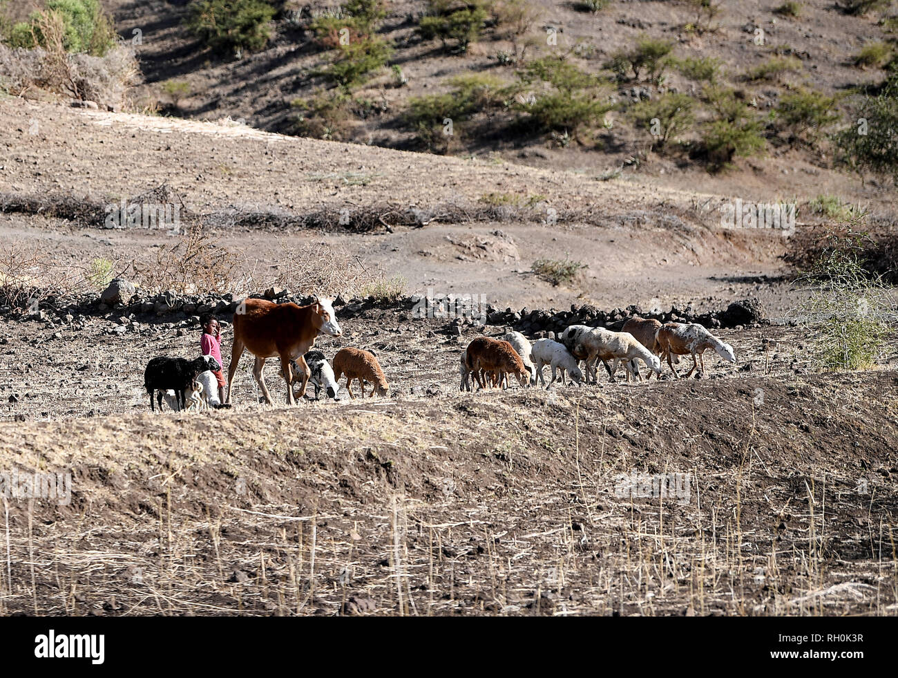 Politics cows hi-res stock photography and images - Alamy