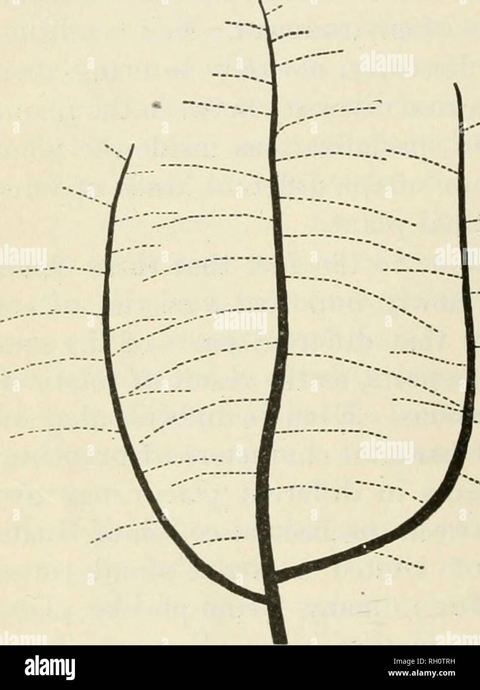 . Bulletin. Agriculture. 26 DIMORPHIC BRANCHES IN TROPICAL CROP PLANTS ...