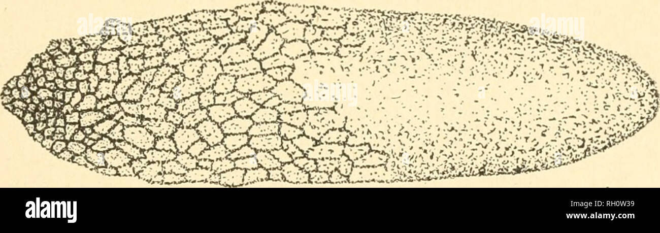 . Bulletin. Agriculture -- New Hampshire. July, 1914.] THE APPLE MAGGOT ...