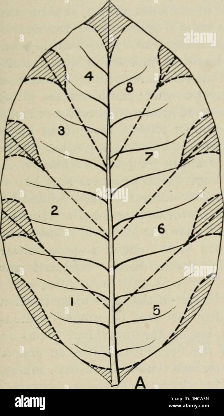 . Bulletin. Agriculture. IMPROVEMENT OF SHAPE OF LEAVES. 27 Broadloaf ...