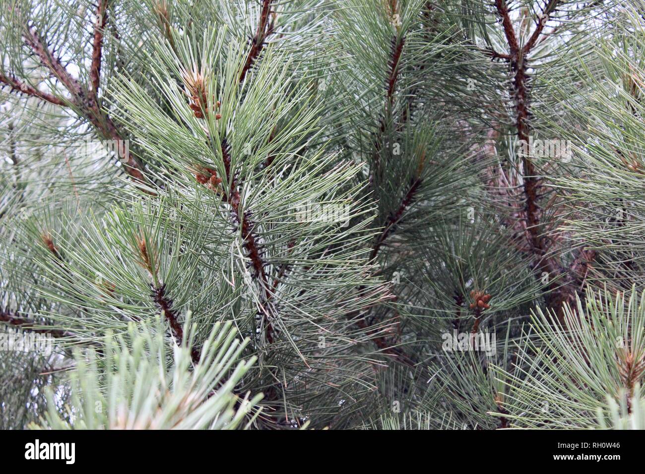 Pine Tree Texture Up Close Macro Stock Photo - Alamy