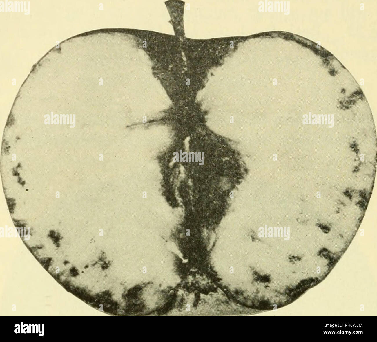 Bitter pit apple hi-res stock photography and images - Alamy