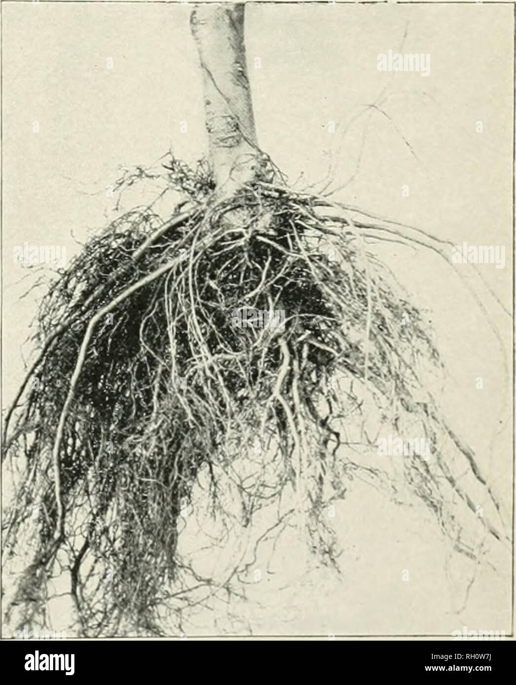 Crown gall disease hi-res stock photography and images - Alamy