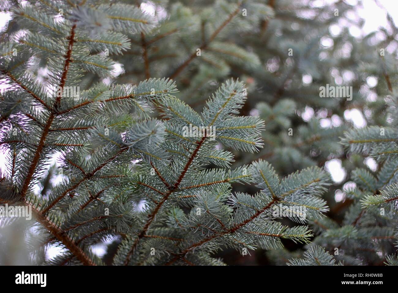 Pine Tree Branch with a Pine Cone Macro Up Close Background Texture ...