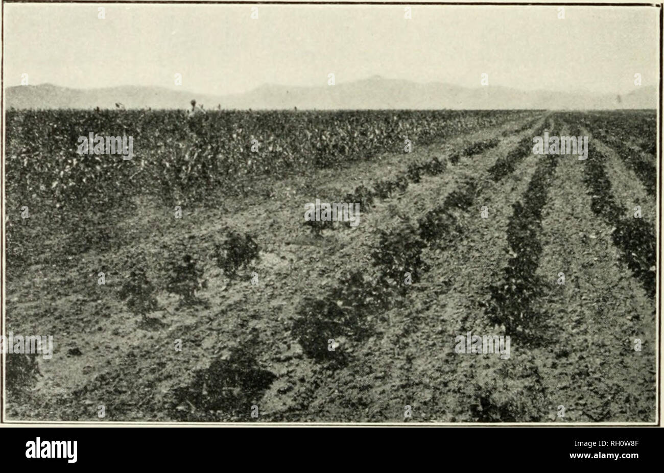 Hopi agriculture hi-res stock photography and images - Alamy