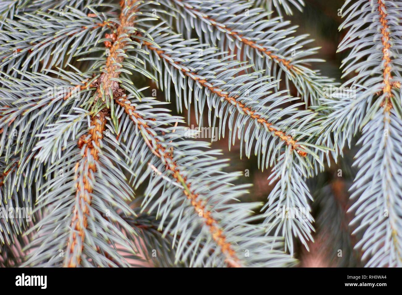 Pine Tree Branch Texture