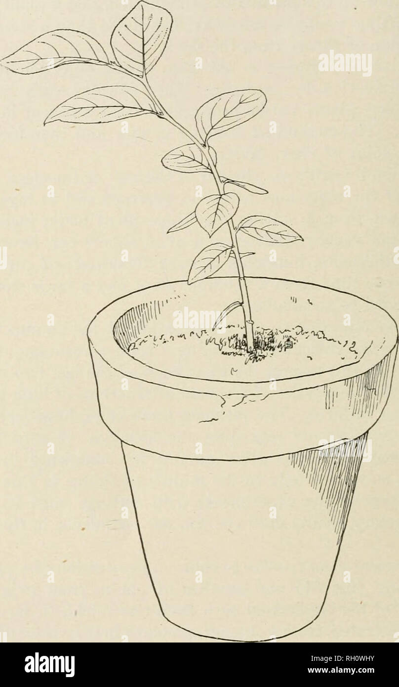 Rootstock cuttings hi-res stock photography and images - Alamy