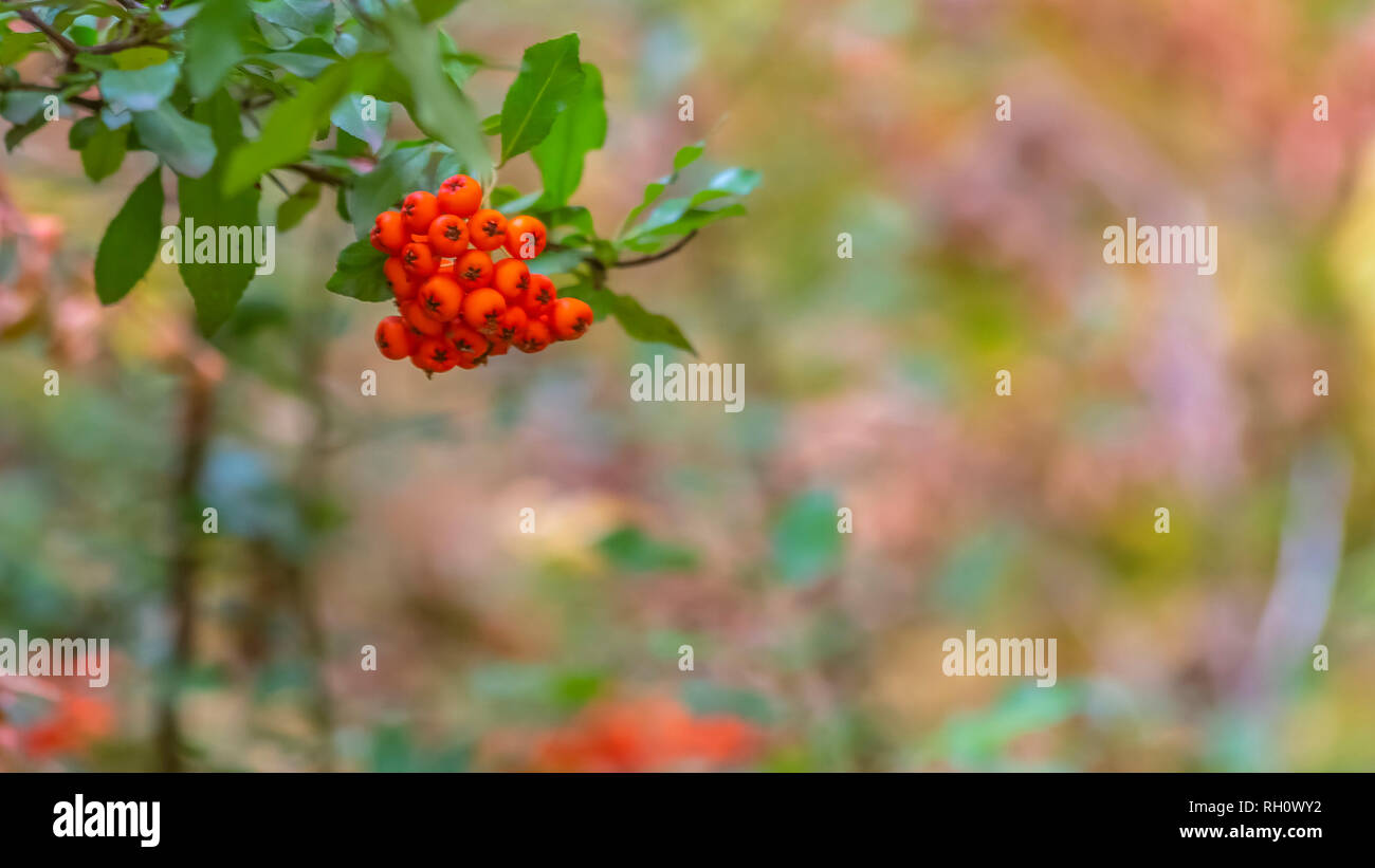 Close up of a plant with small round red fruits Stock Photo - Alamy