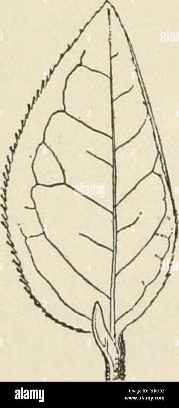 . Bulletin. Agriculture. 58 EXPERIMENTS IN BLUEBERRY CULTURE. the axils ...