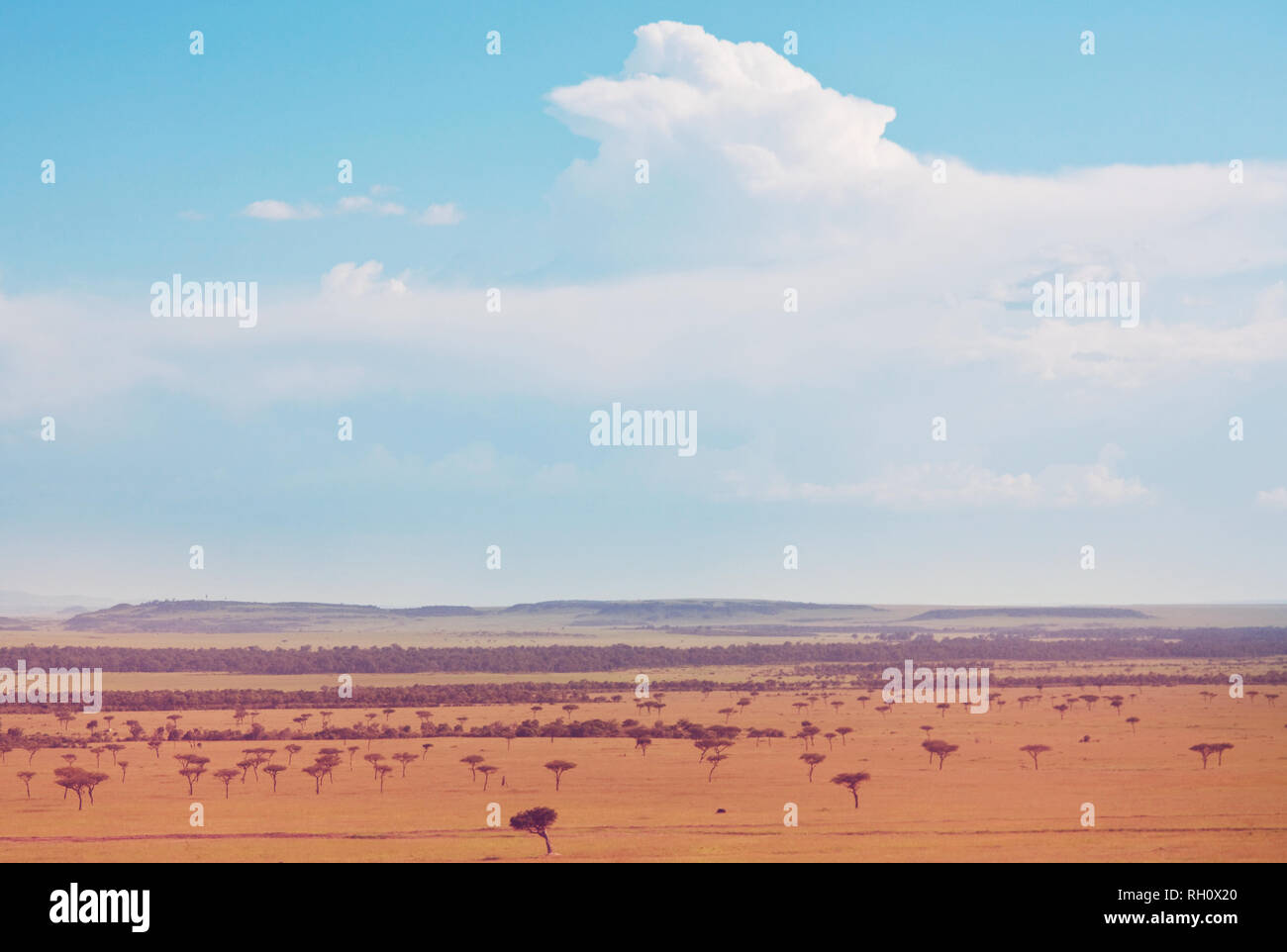 African landscapes -hot yellow bush, trees and blue sky. Conceptual ...
