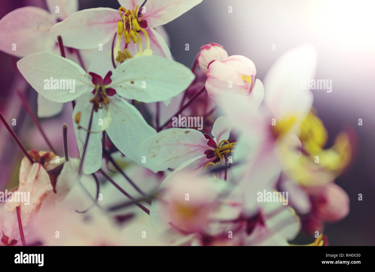 Cassia fistula tree blossom in spring season in the Hawaii, USA ...