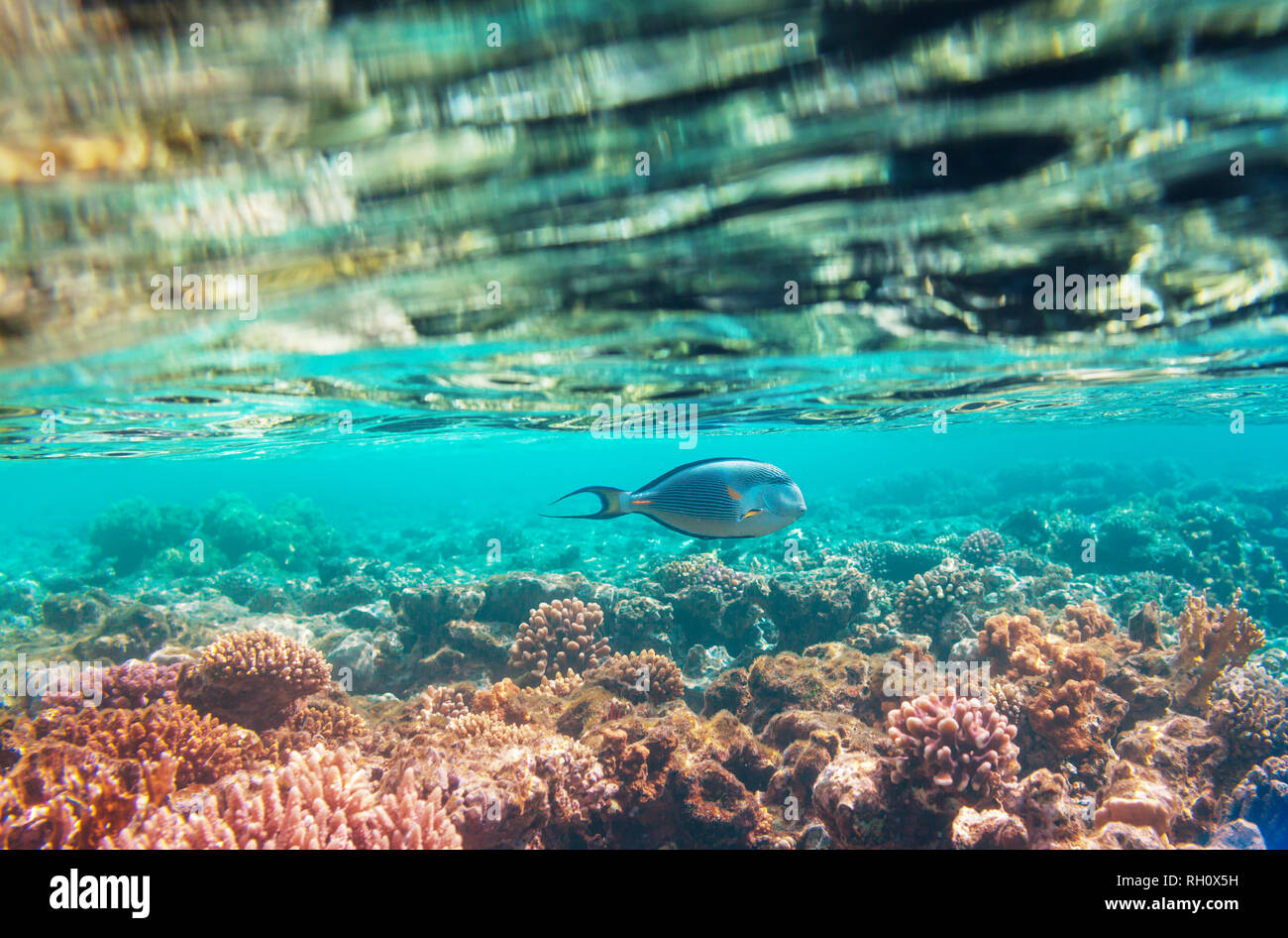 Living Coral reef in Red Sea, Egypt. Natural unusual background Stock ...