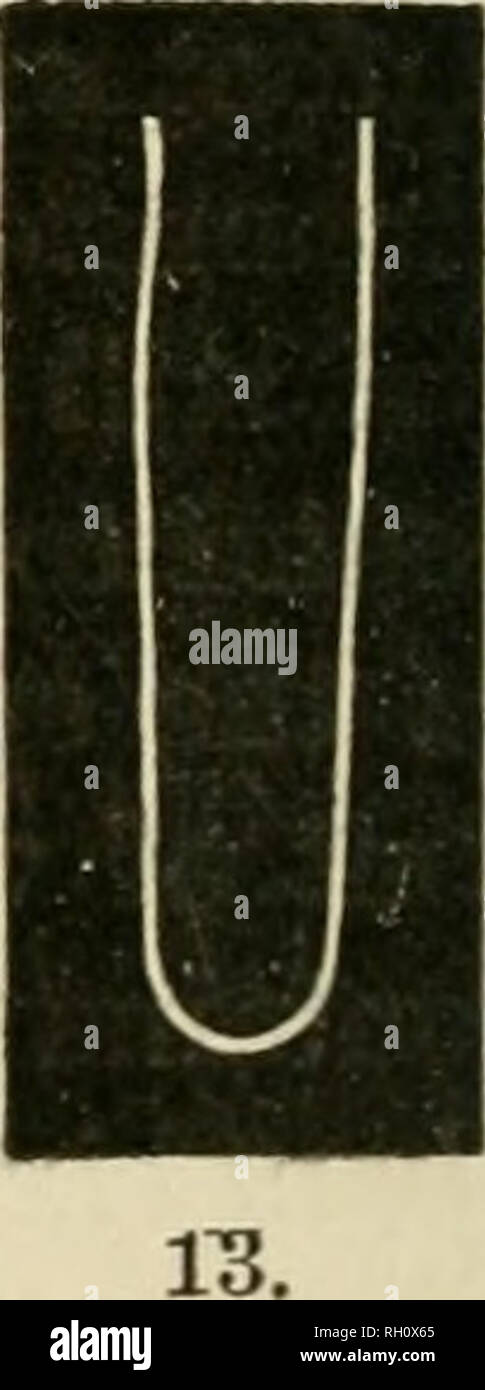. Bulletin. Agriculture. Pig. 11.—Root of a wheat plant, showing the ...