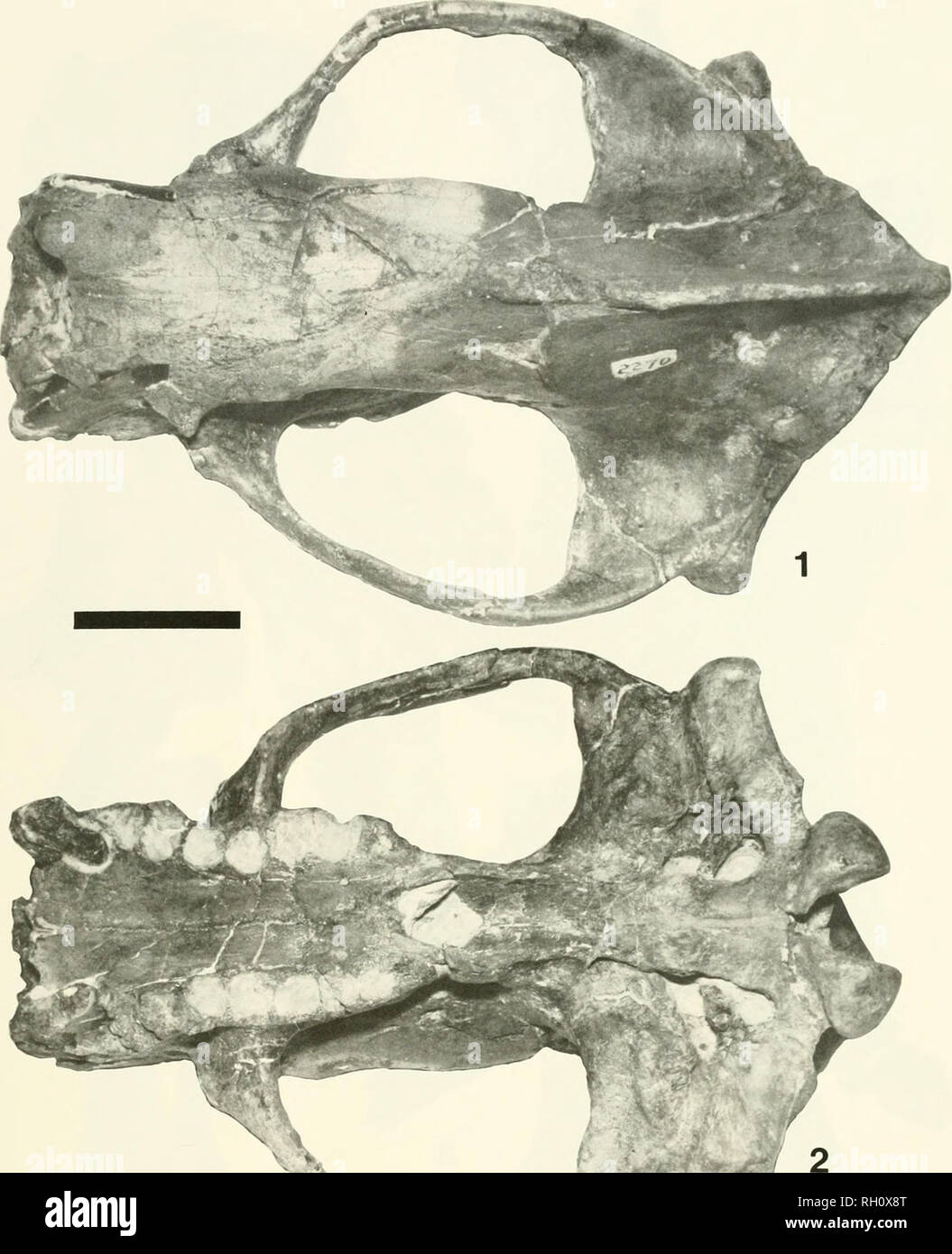 Stylinodon mirus hi-res stock photography and images - Alamy