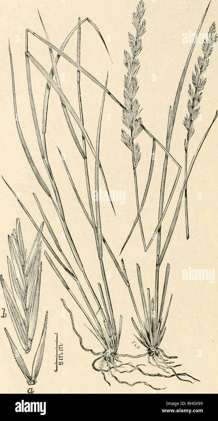 . Bulletin. Gramineae -- United States; Forage plants -- United States ...