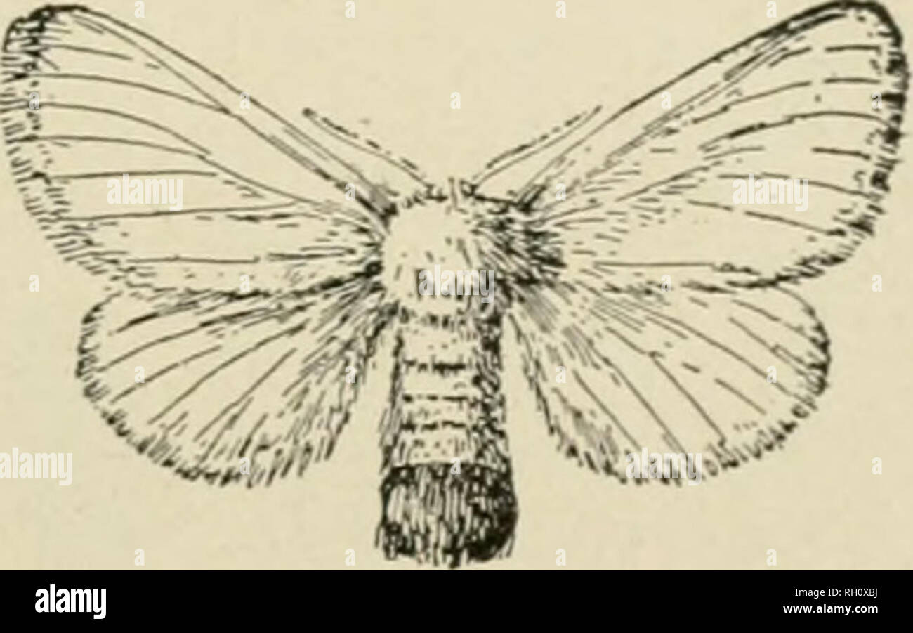 Swift moth caterpillar hi-res stock photography and images - Alamy