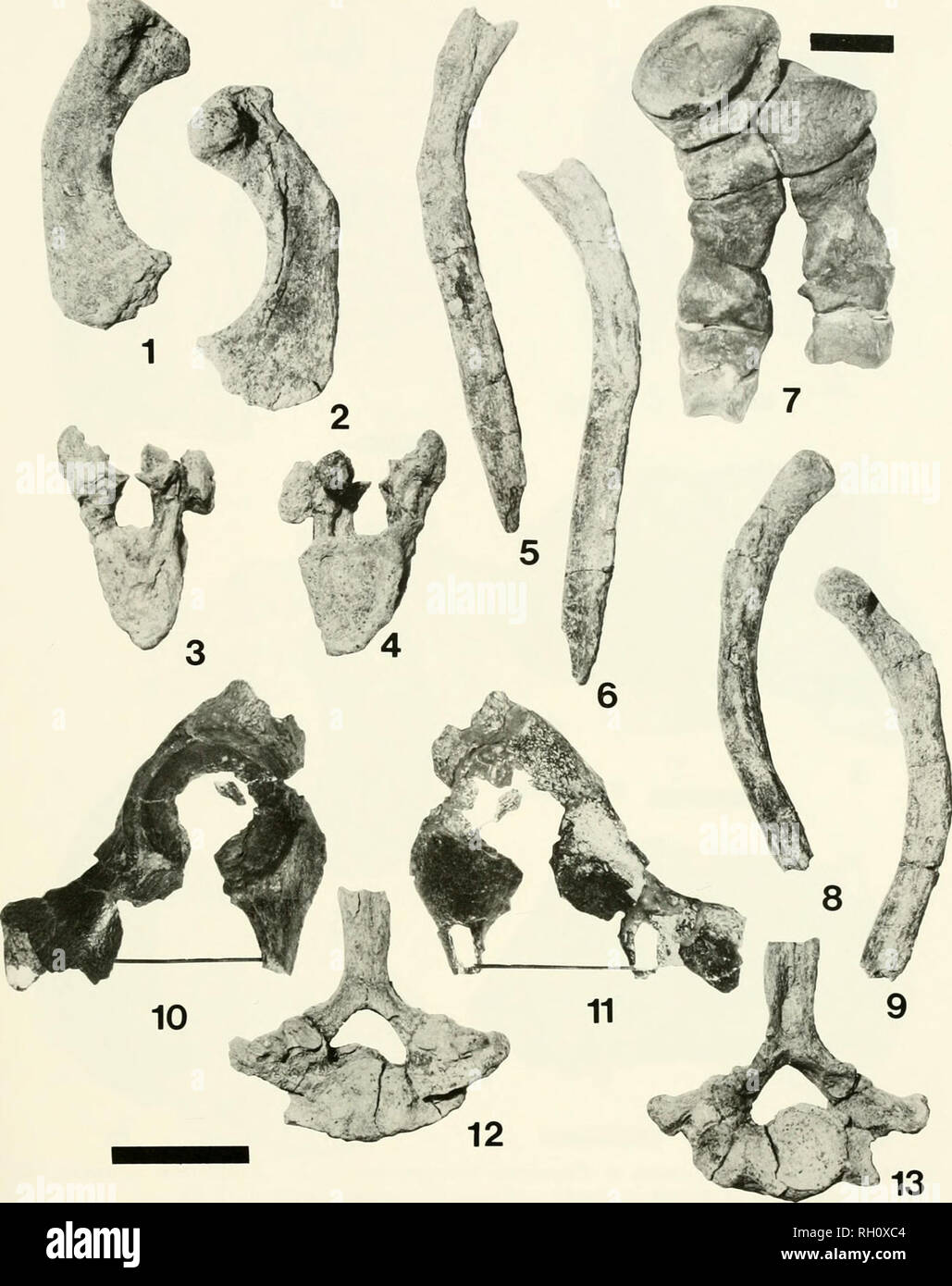 Stylinodon mirus hi-res stock photography and images - Alamy