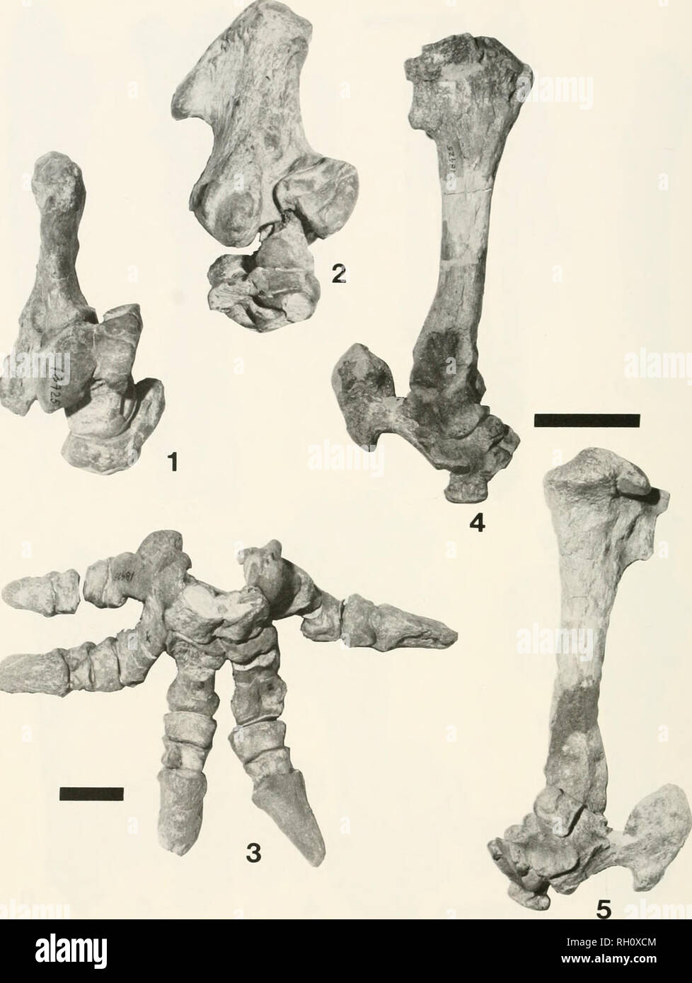 . Bulletin. Natural history; Natuurlijke historie. 300 PEABODY MUSEUM ...