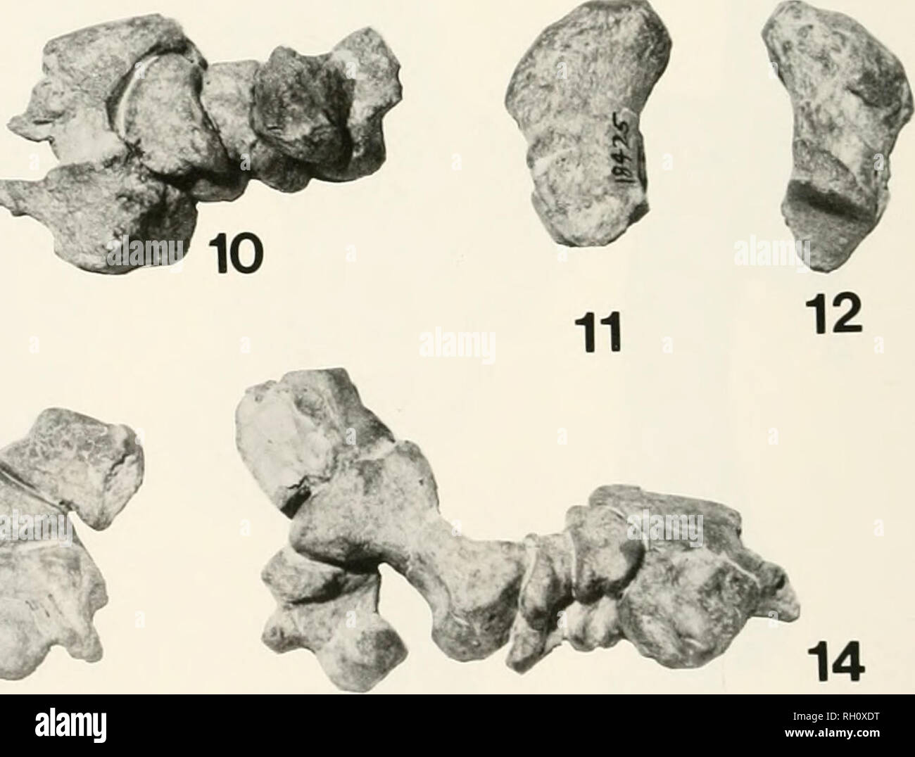 . Bulletin. Natural history; Natuurlijke historie. 13 -^ Plate 56. USNM ...