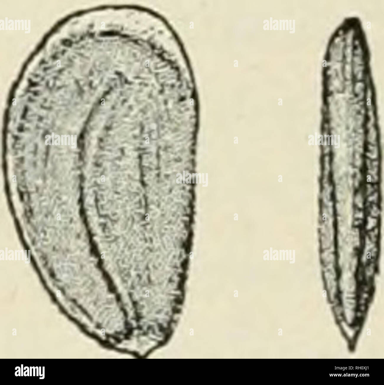 . Bulletin. Agriculture. Fig. 16.âSeeds of shepherd's-purse (Bursa ...